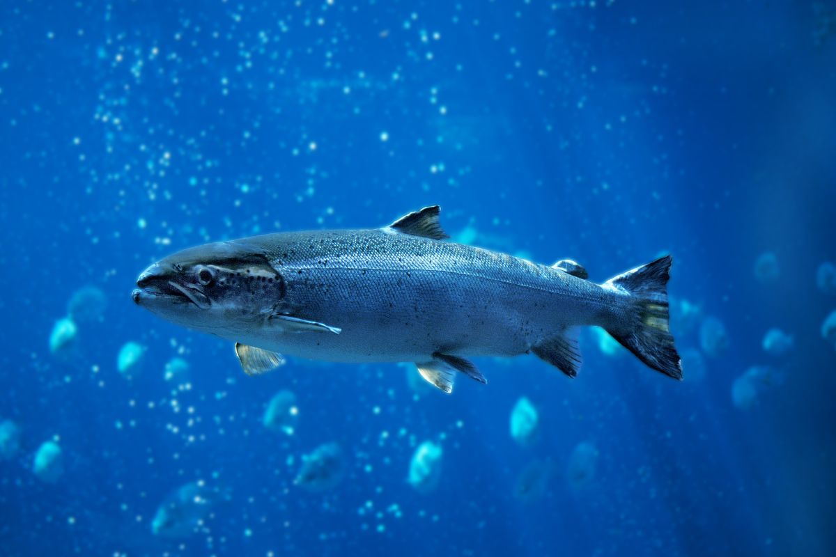 Sockeye vs Atlantic Salmon - The Cookware Geek